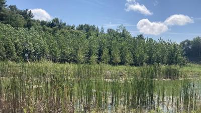 Fast-growing, disease-resistant trees hold potential for environmental ...