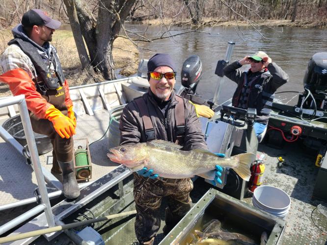 Walleye unique to Cannon River shows cost savings in stocking fish ...