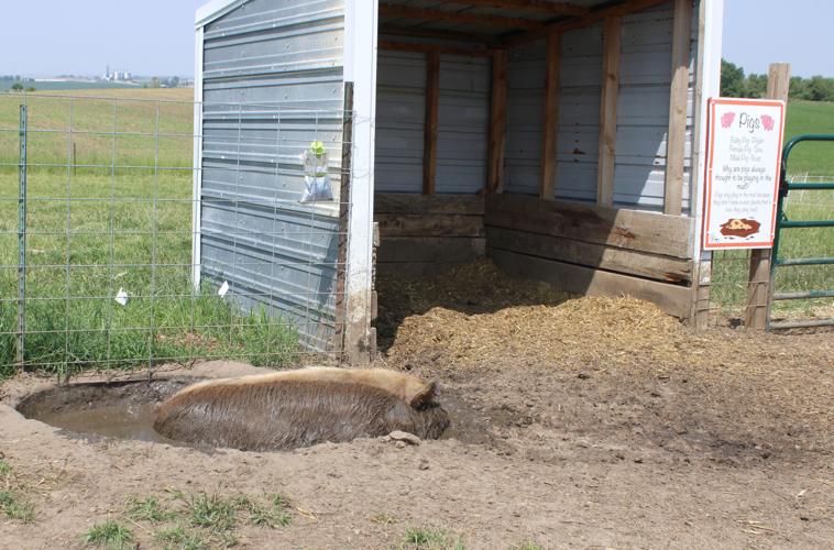 A year in, Windy Willow bridges rural-urban disconnect | News ...