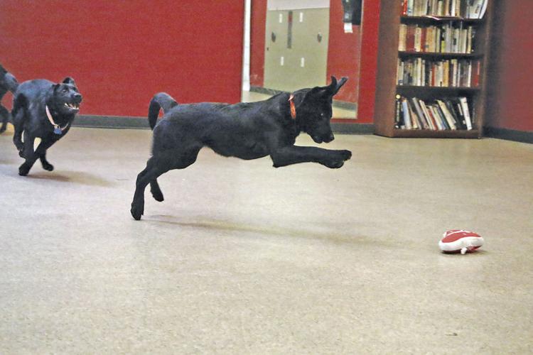Future Can Do Canines assistance dogs headed to Waseca prison for ...