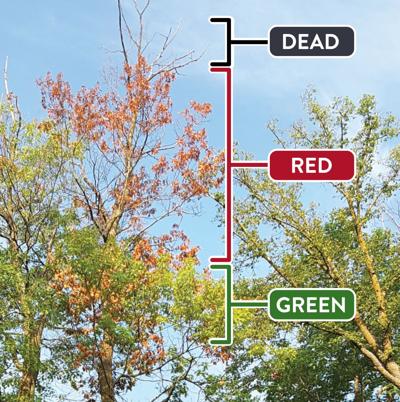 Oak trees showing signs of drought stress, beetle infestation | State ...