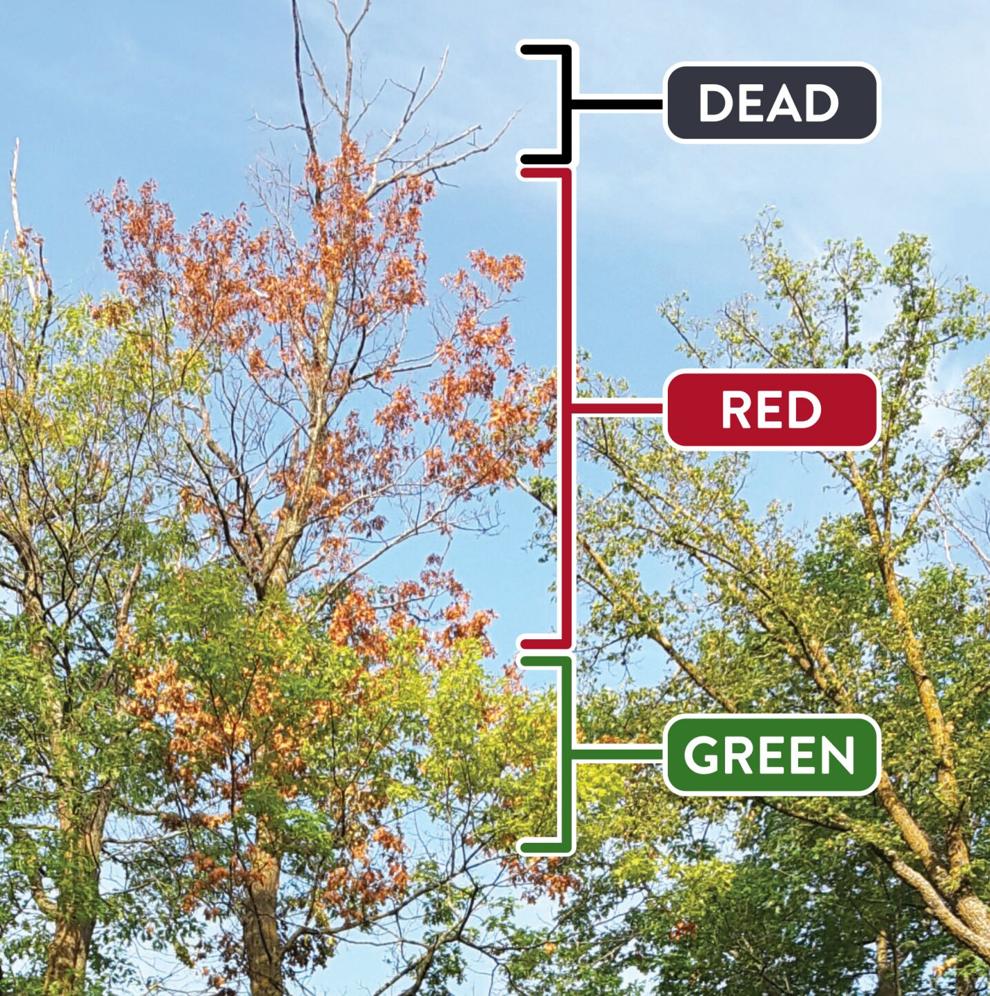 Oak trees showing signs of drought stress, beetle infestation | State ...