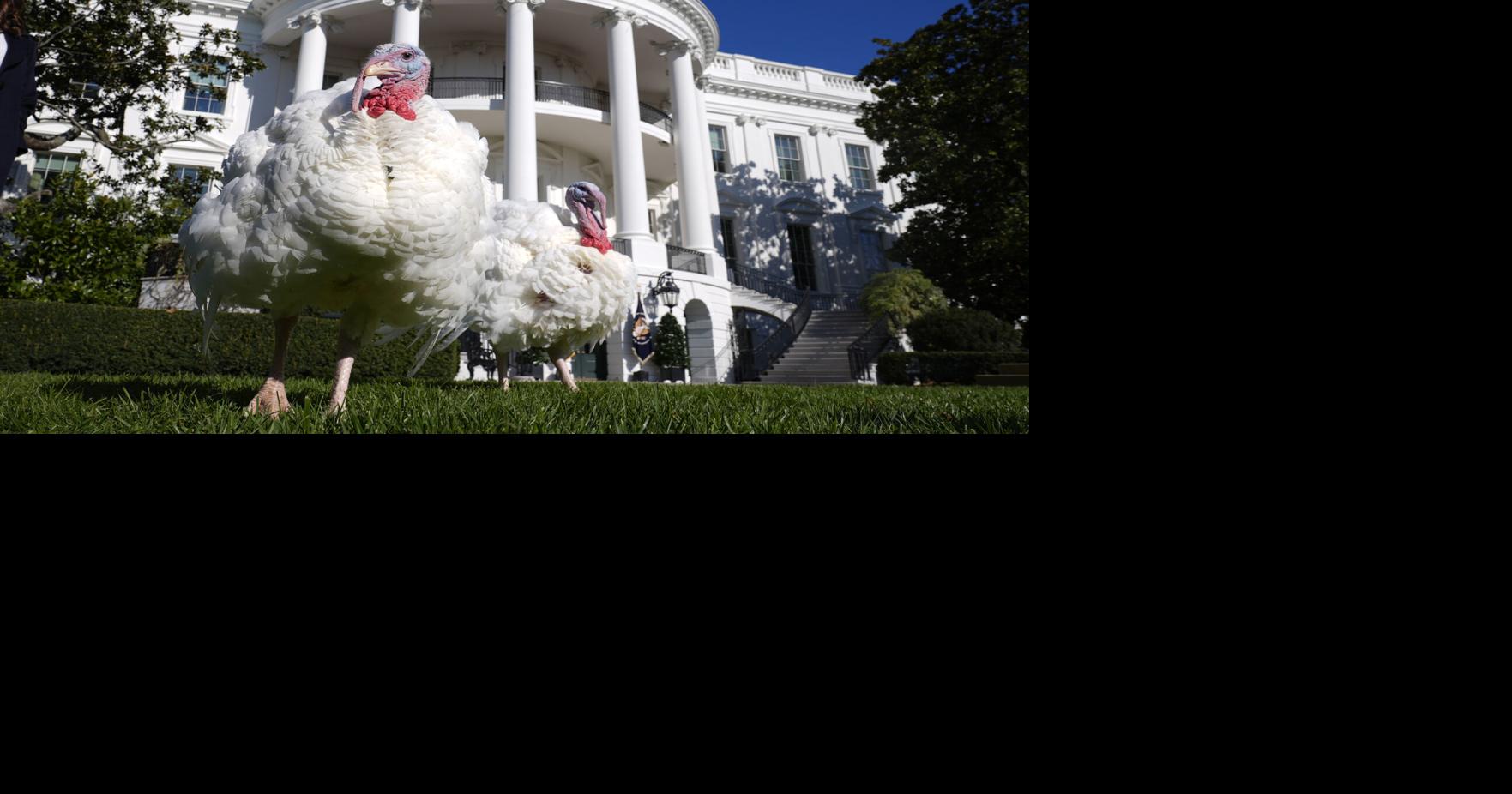 Presidential turkeys to serve as special guests at Farmamerica Turkey ...