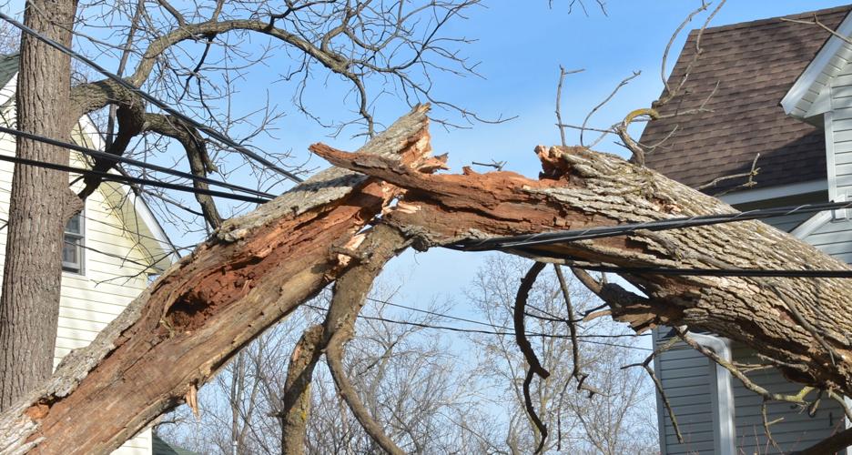 Wind topples tree onto road | Community | southernminn.com