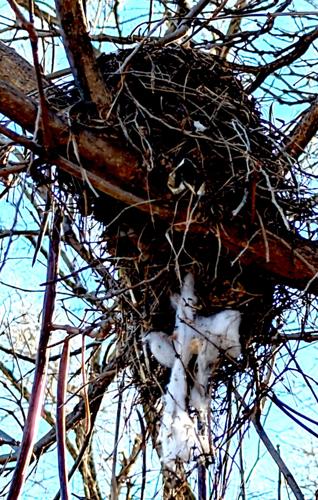 PHOTO: St. Peter residents discover cotton cross on Christmas day ...