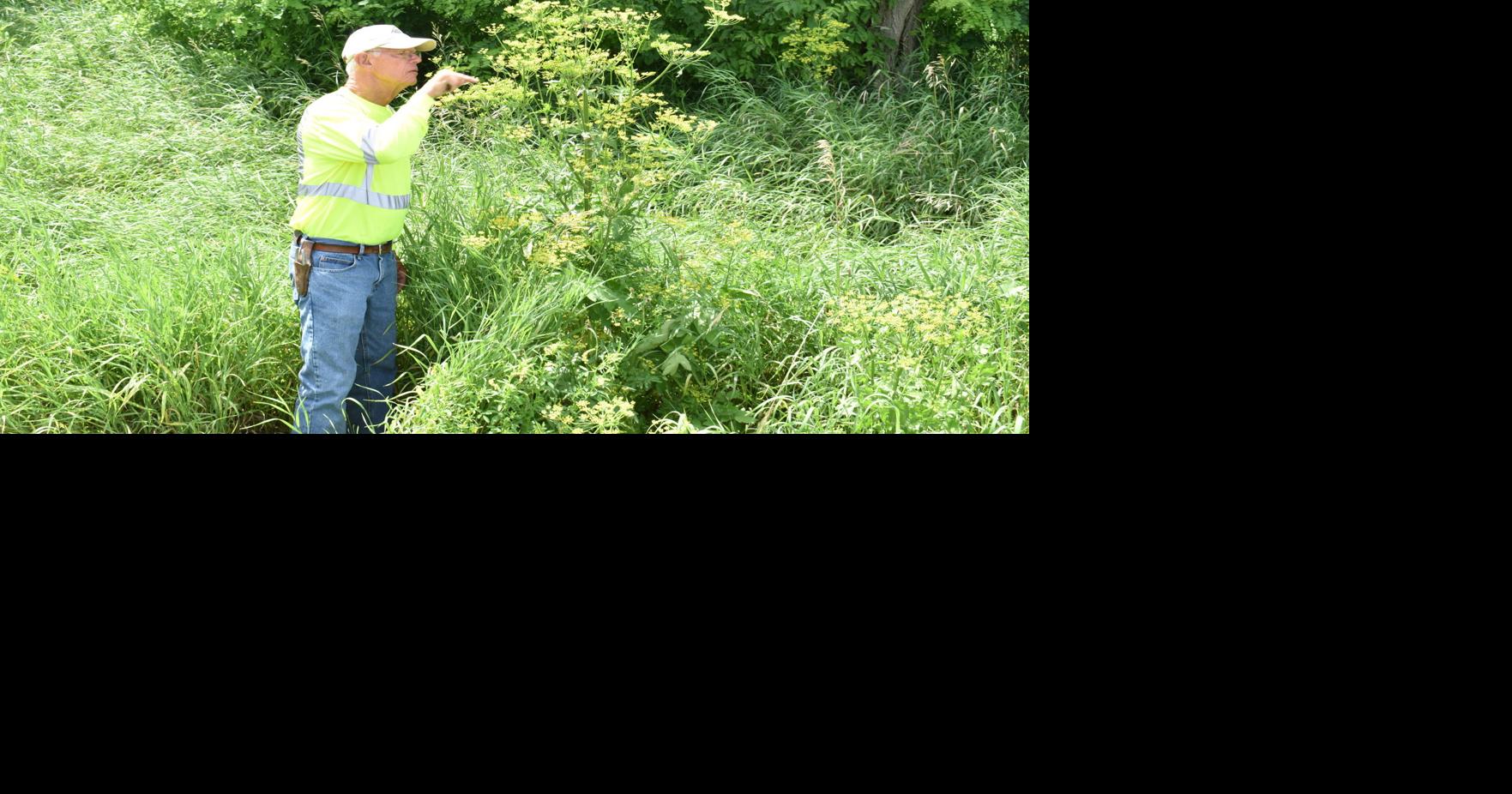 Four area townships band together to eliminate wild parsnip | News ...