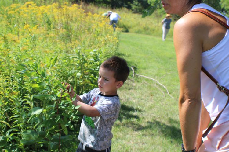 Gustavus Arboretum takes public on a monarch safari | News | southernminn.com