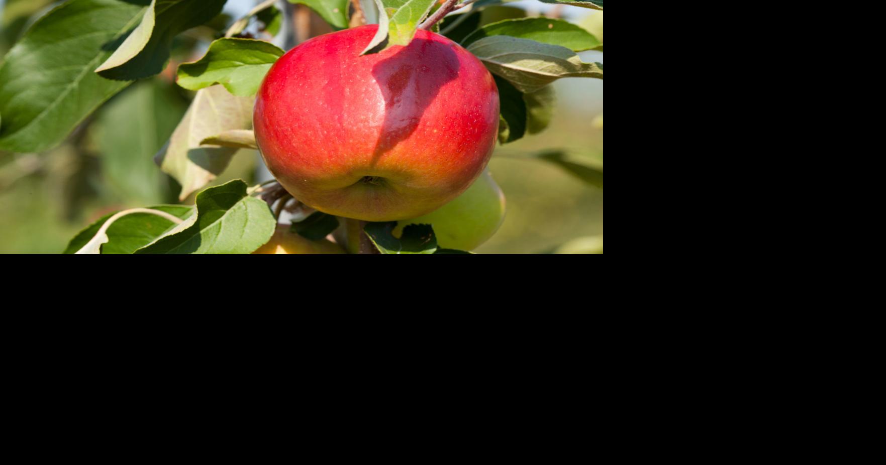 Scenes of apples, pumpkins & fall near Kenyon | Community ...