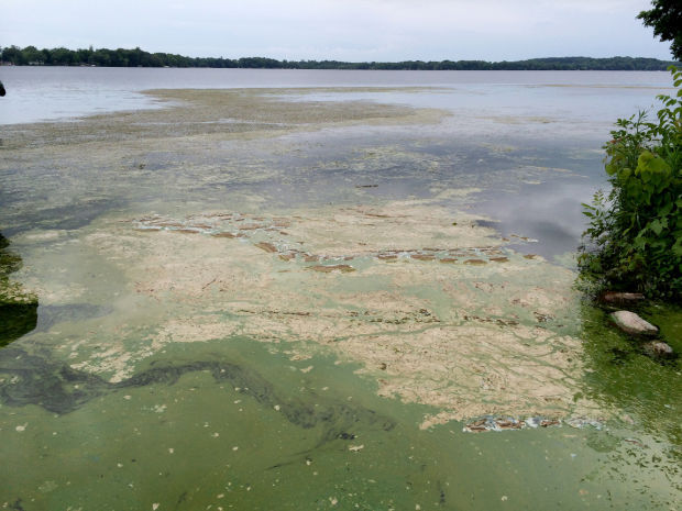Roberds Lake continues to battle curly-leaf pondweed | Faribault Daily ...