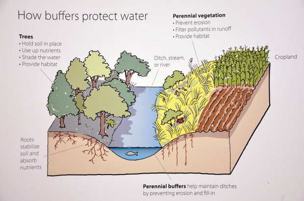 Southern Minnesota farmers weigh in on Dayton's buffer proposal ...