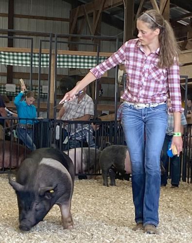 Goodhue County Fair: Mini donuts, livestock shows & milkshakes oh my ...