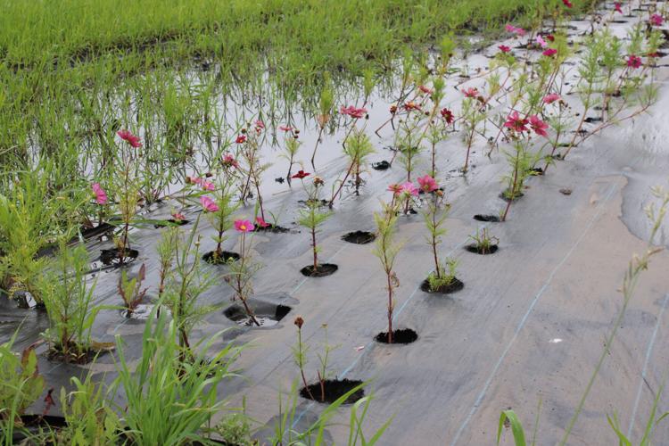 With record rainfall, Sharing Our Roots farmers struggle for profits ...