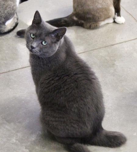 Warm engines can put cold cats at risk | News | southernminn.com