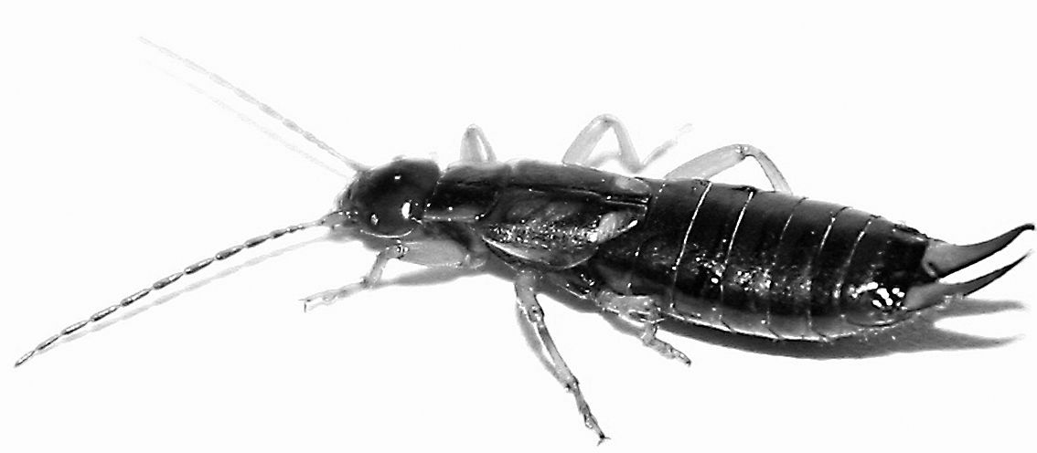 CLAIRE LACANNE: The truth about that sinister-looking bug — the earwig ...
