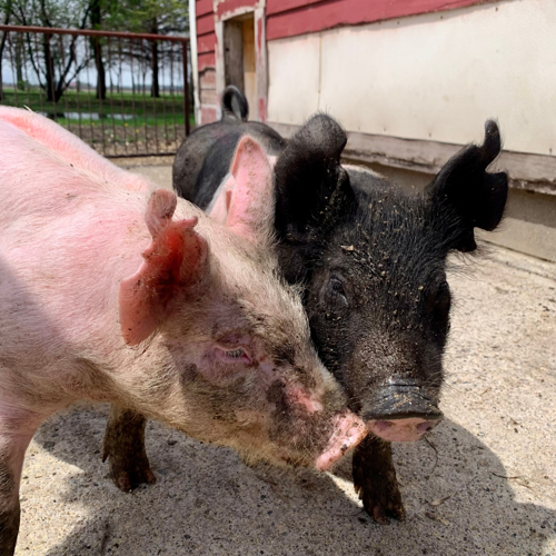 Farmamerica set to host first ever Barnyard Babies event | Waseca ...