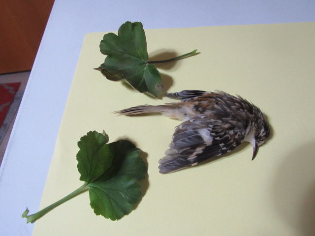 Near Nature: The little brown creeper | Opinion | southernminn.com