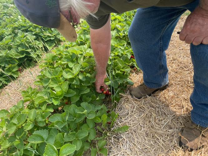 Rising heat, humidity hurts crops, people | News | southernminn.com