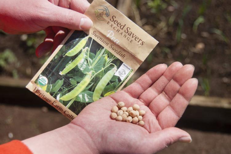 507 OUTDOORS: Seed Catalogs 101 | State | southernminn.com