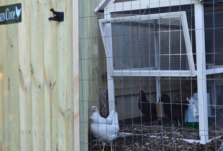 Chickens come to roost in St. Peter | News | southernminn.com
