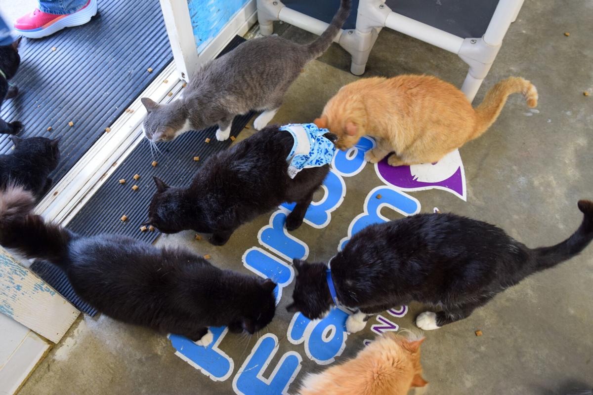 Furball Fest has purr-fect turnout | News | southernminn.com