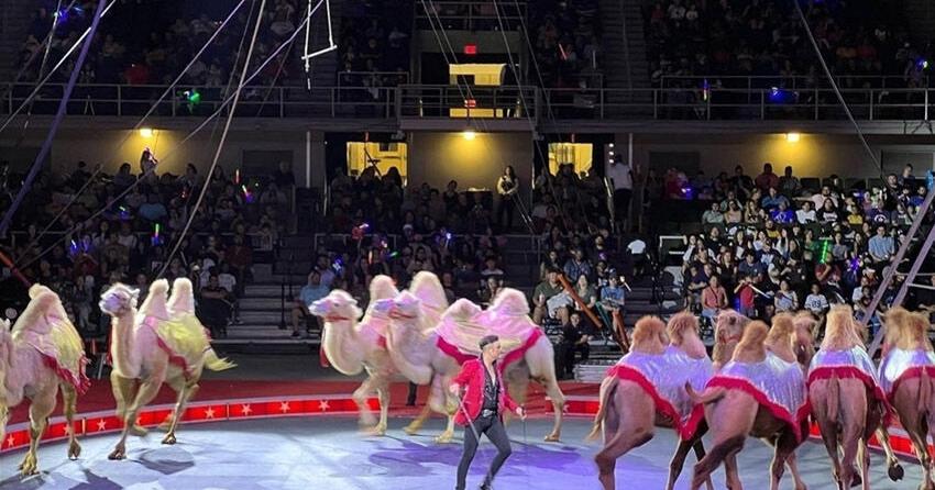 Spectacular Circus - Owatonna | Scene | southernminn.com
