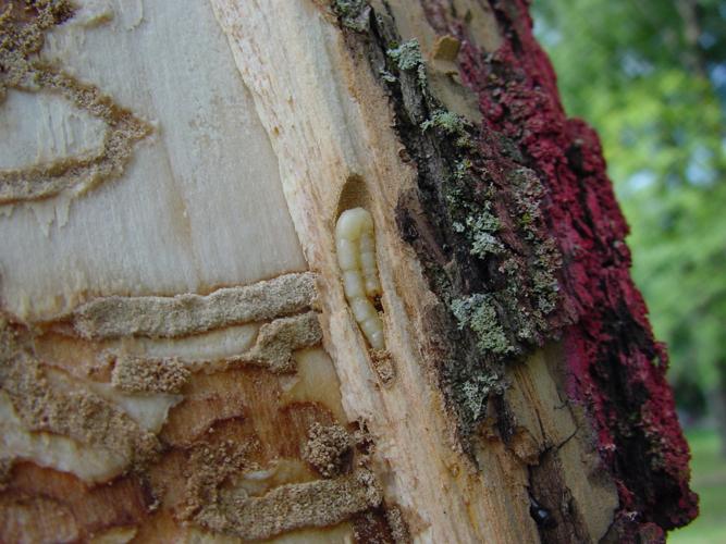 Emerald ash borer confirmed in Steele County | News | southernminn.com