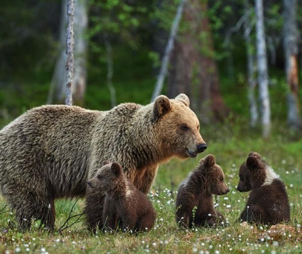 Southern Minn Scene Editor's Choice: Live Music and Learning in Nature ...