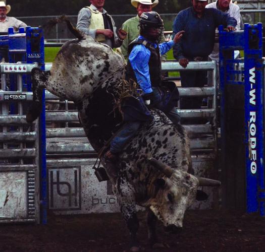 Rice County Fair: Bull Riding brings the show Friday night | Sports ...
