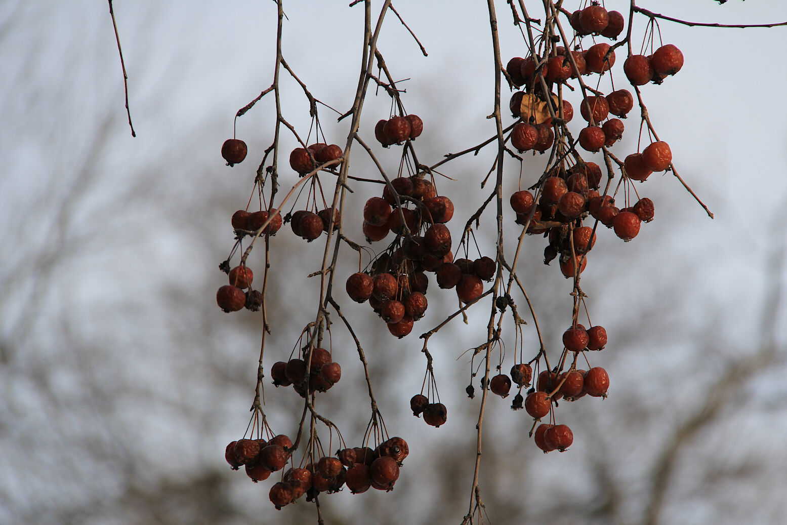 MN PRAIRIE ROOTS: A winter walk along the Straight River inspires ...