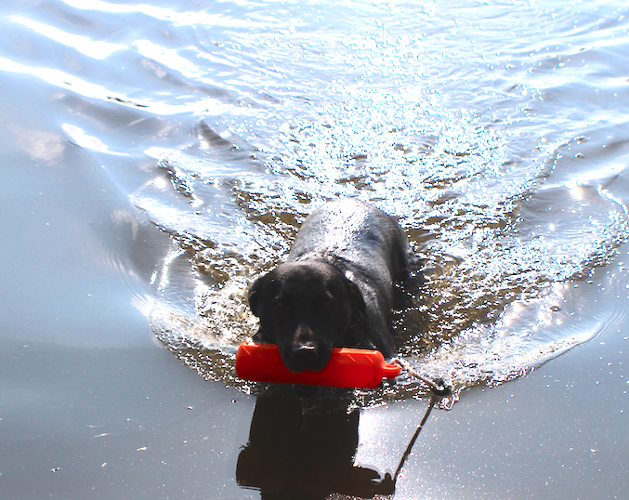 Puppy Love: Couple gets canines into hunting shape at Wild Acre Kennels ...