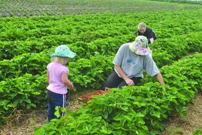 Enjoy summer’s sweetness with Minnesota berries | Community ...