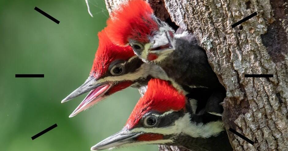 Southern Minn Scene Editor's Choice: Live Music and Learning in Nature ...