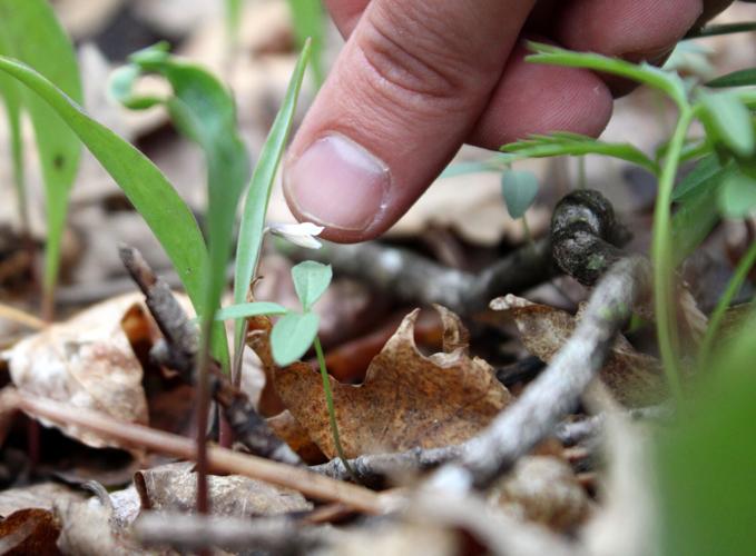 Rare, endangered flower in bloom | News | southernminn.com