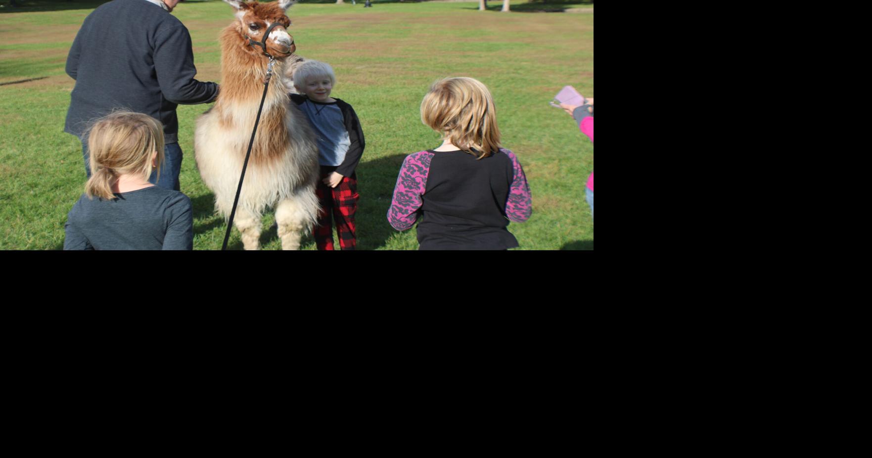 PHOTOS: Carlson's Lloveable Llamas visit Gorman Park | News ...