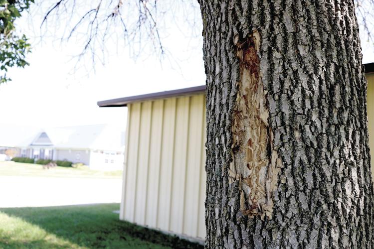 Cities agree on removing, replacing ash trees as EAB continues to ...