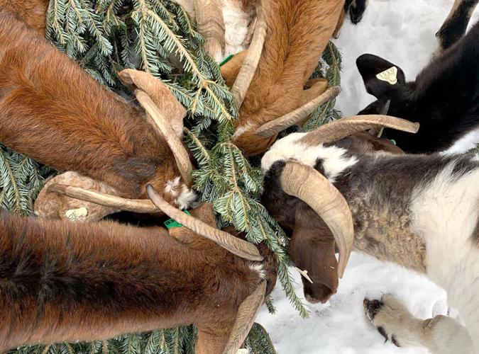 Recycled Christmas trees provide goats a tasty holiday treat | News ...