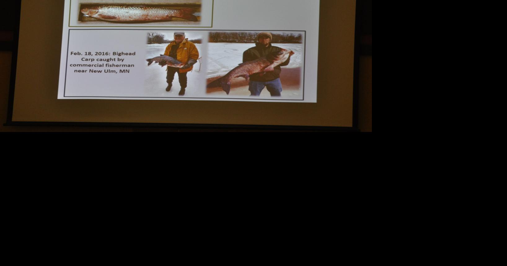 DNR tags invasive carp to track movement | News | southernminn.com