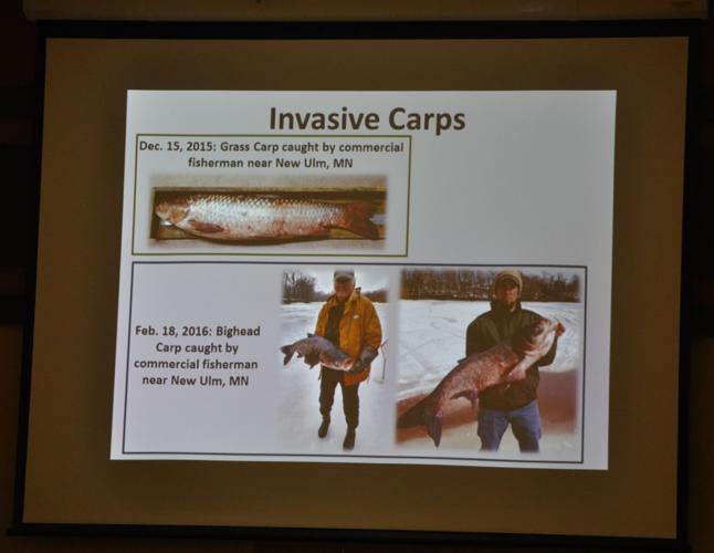 DNR tags invasive carp to track movement | News | southernminn.com