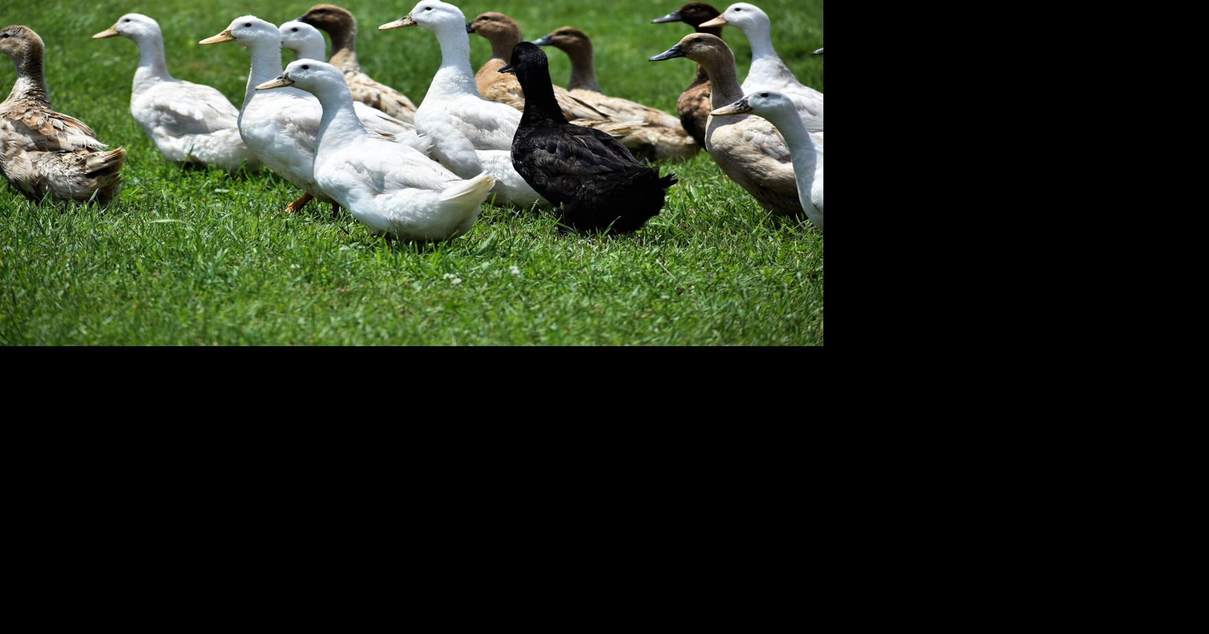 Janesville council decides to keep ducks out of town | News ...