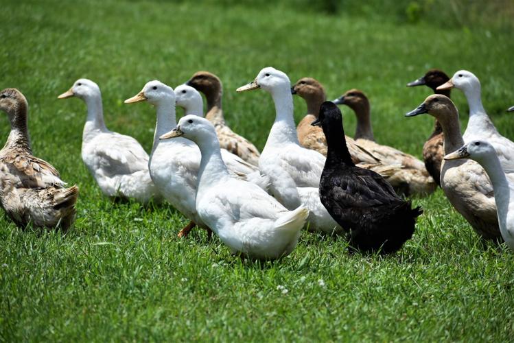 Janesville council decides to keep ducks out of town | News ...