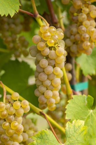 From the vine to the glass — wines from UMN Itasca grapes debut | State ...