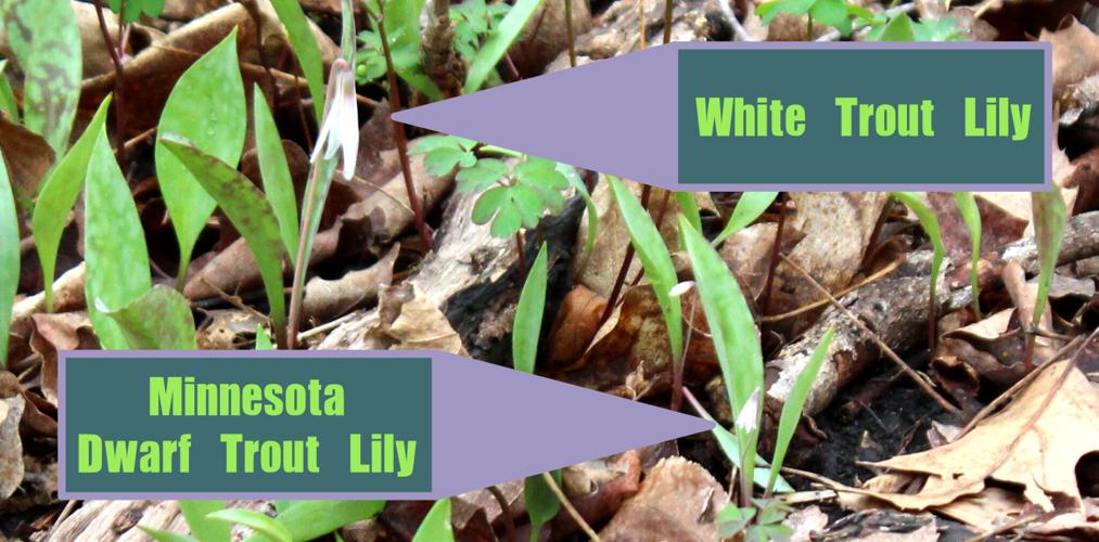 Rare, endangered flower in bloom | News | southernminn.com