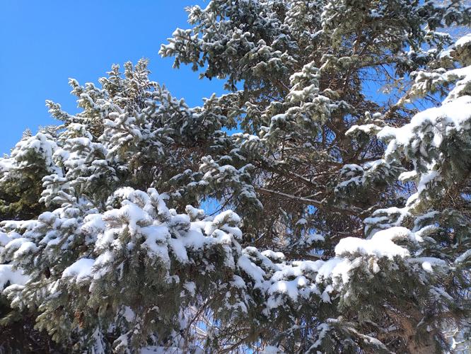 February snow in a mostly snowless Minnesota winter | Community ...