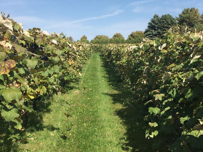 SCENE Daytripper: Enjoy fruit picking, greenhouses, nurseries ...