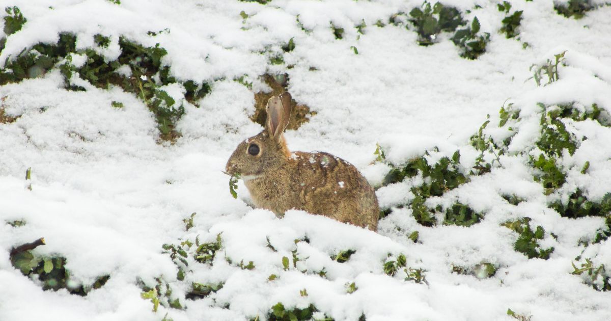 Winter damage: sunscald, frost cracks, winter burn and those rascally ...