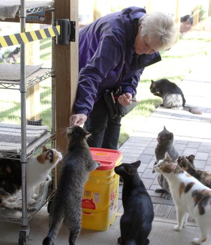 PHOTOS: Cats at Furball Farm have new outdoor playground | News ...