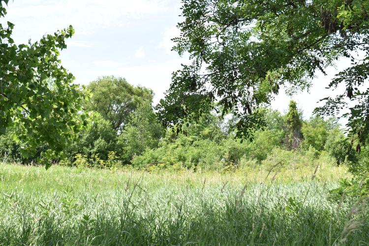 Four area townships band together to eliminate wild parsnip | News ...