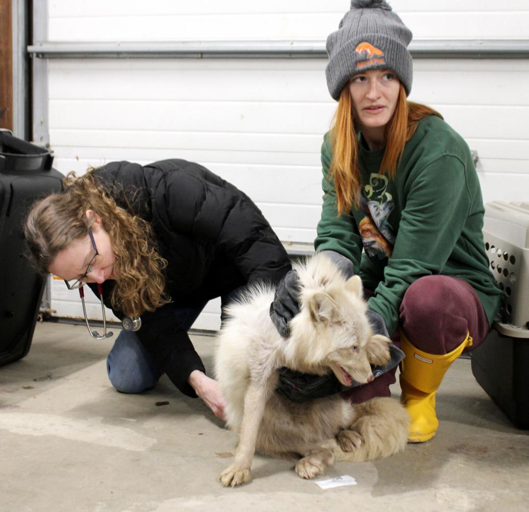 SaveAFox's Mikayla Raines 'gave her life' to saving animals | News ...