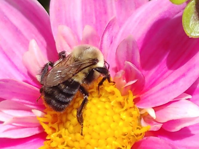 Northfield's Green and McCown win again in poetry and illustration ...