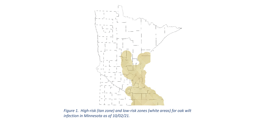 Dead leaves, dying branches – is it oak wilt or lingering effects of ...